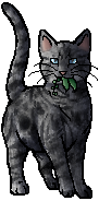 Jayfeather | Warriors Wiki | Fandom