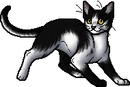 Patchpelt | Warriors Wiki | Fandom