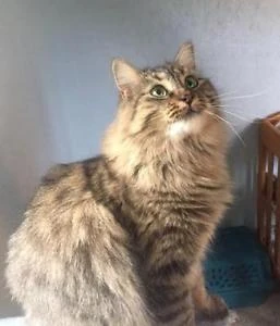 Cedarstar | WARRIORS: A Vision of Flames and Beyond Wiki | Fandom