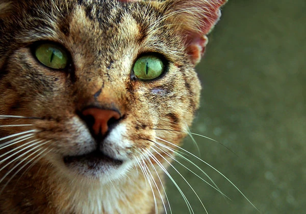 Hazelpaw | Warriors: Broken Path Wikia | Fandom