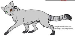 Cinderpaw | Warriors Cats Clan Role Play Wiki | Fandom