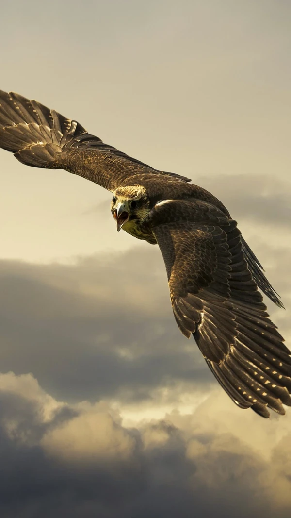 Falcon Soaring Through the Storm | Warriors Fanon Wiki | Fandom