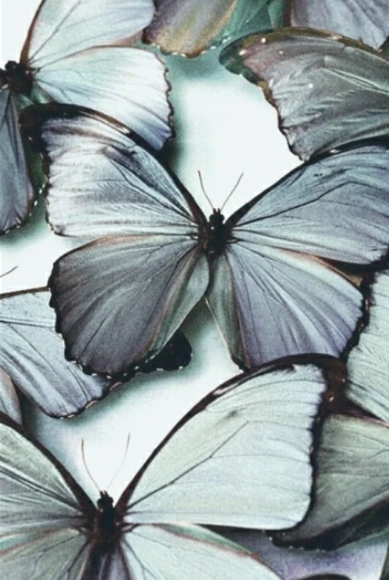 Moth | Warriors Fanon Wiki | Fandom