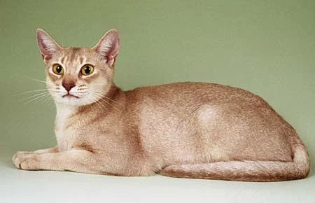 Cream Abyssinian