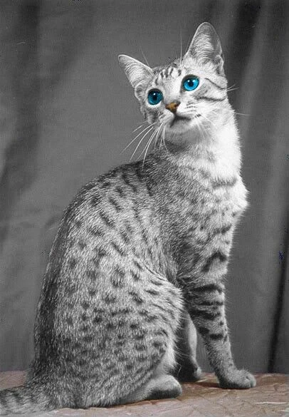 Pointer Of The Frozen Frost (1) | Warriors Fanon Wiki | Fandom