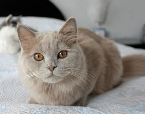 Primrose | Warriors Fanon Wiki | Fandom