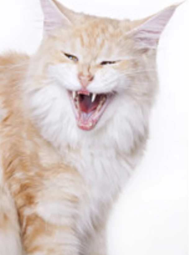 Scarlet | Warriors Fanon Wiki | Fandom