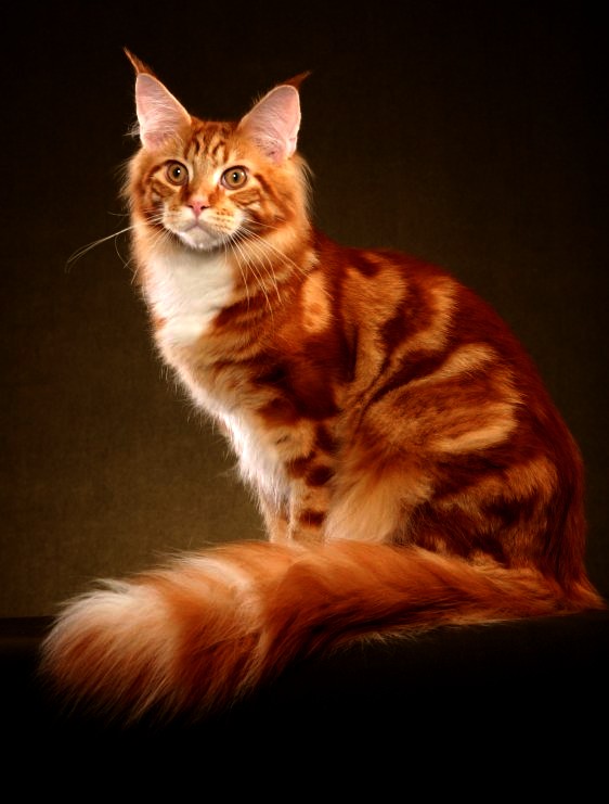 Red Somali Cat