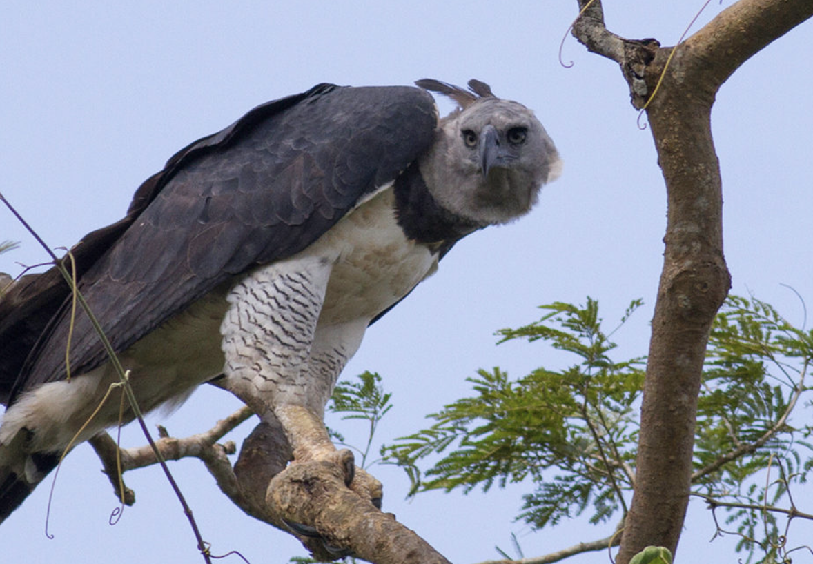 Local Fauna/Animals | Warriors Fanon Wiki | Fandom