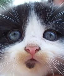 Fuzz | WarriorsCatsRoleplayClans Wiki | Fandom