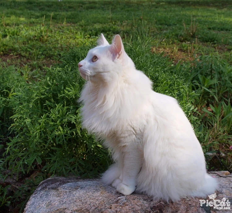 Arabella | Warriors Characters Wiki | Fandom