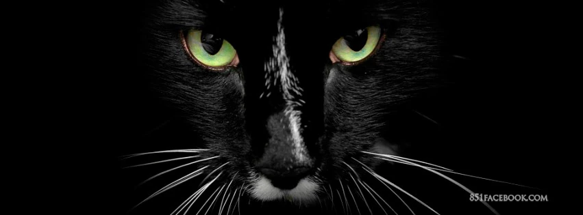 Nightsong | Warriors Characters Wiki | Fandom