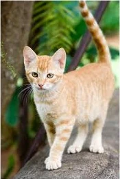 Goldstar | Warriors DeathClan Wiki | Fandom