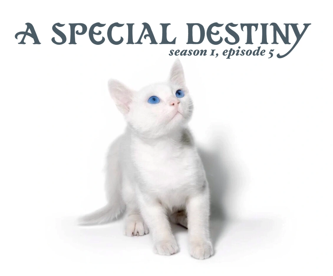 S1E5 - A Special Destiny | Warriors Fanfiction | Fandom