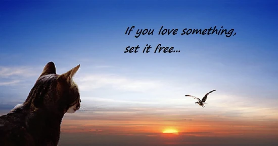 Set It Free | Warriors Fanfiction | Fandom