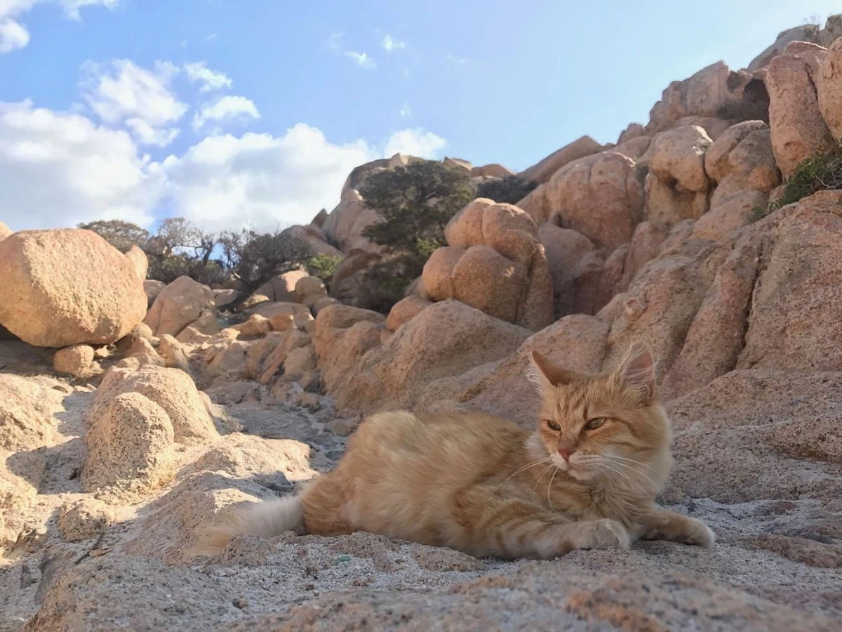 The Rocks | Warriors Fanfiction | Fandom