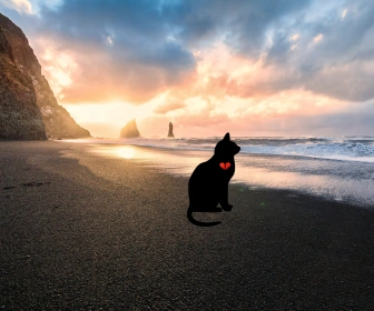 Black Sand Beach | Warriors Fanfiction | Fandom