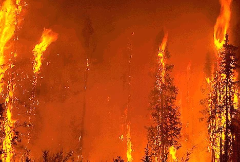 Flash Fire | Warriors Fanfiction | Fandom