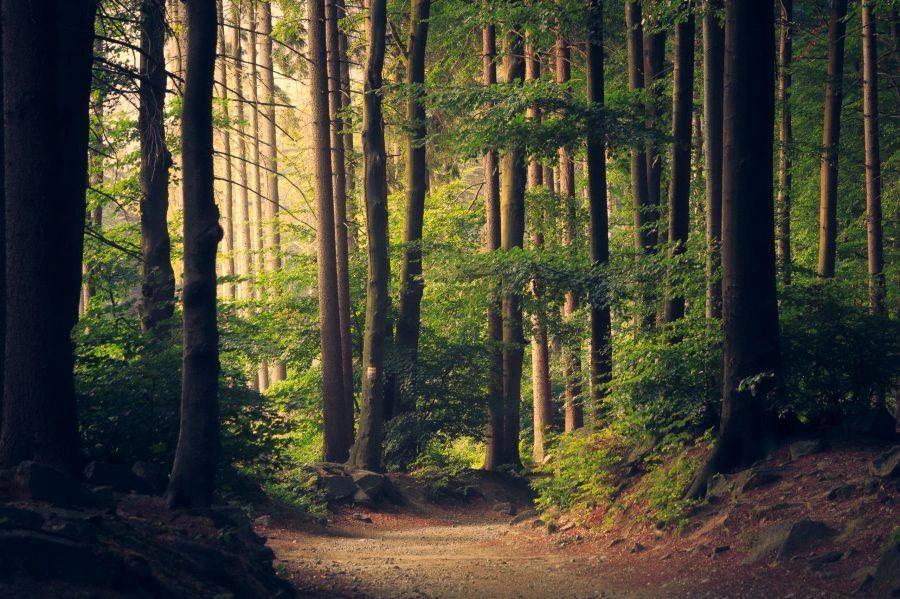 Isolation | Warriors Fanfiction | Fandom