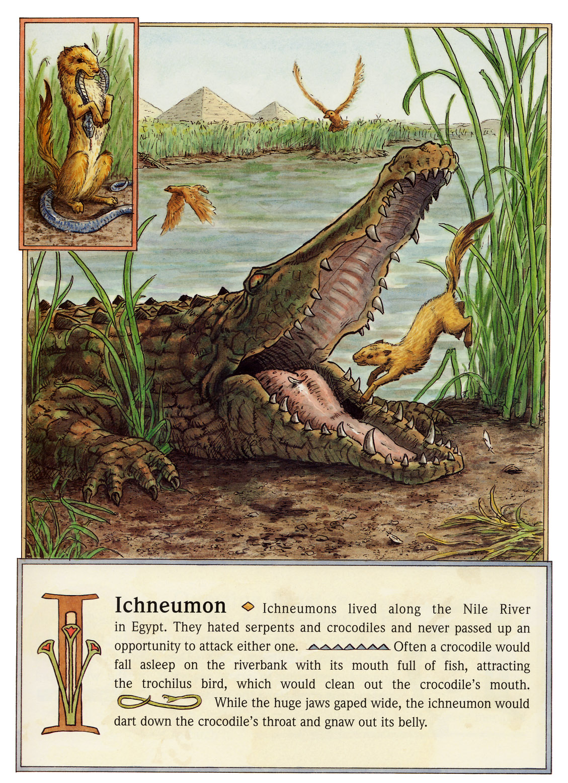 Ichneumon | Warriors Of Myth Wiki | Fandom Ichneumon | Warriors Of Myth Wiki | Fandom