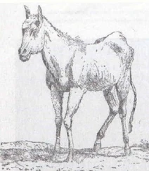 Jumart | Warriors Of Myth Wiki | Fandom