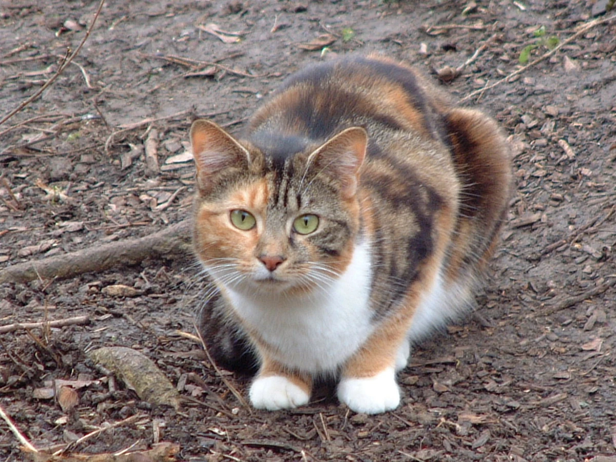 Dapplepelt | Warriors of the Forest Wiki | Fandom