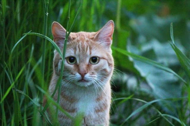 Fernsong | Warriorsoftheearth Wiki | Fandom