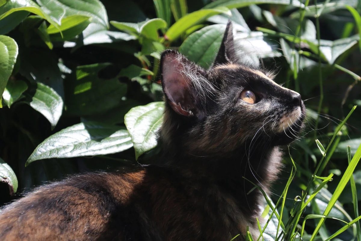 Sorrelpaw | Warriorsoftheearth Wiki | Fandom