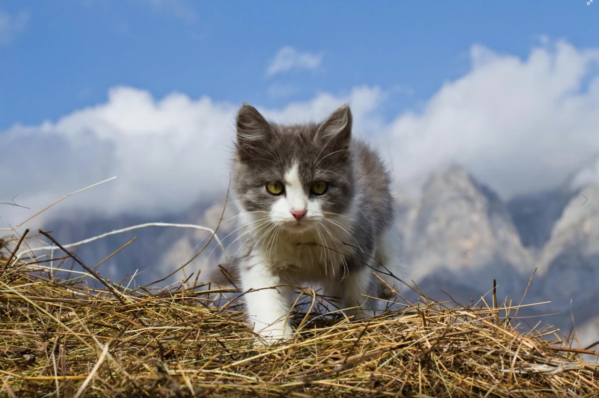 Stormkit | Warriorsoftheearth Wiki | Fandom