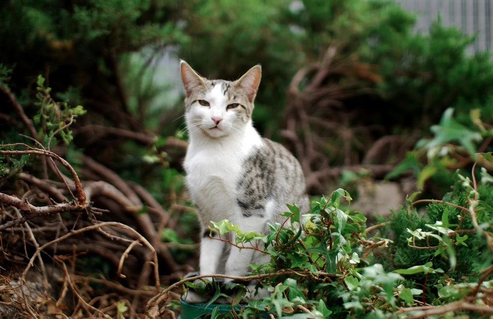 Ivypool | Warriorsoftheearth Wiki | Fandom