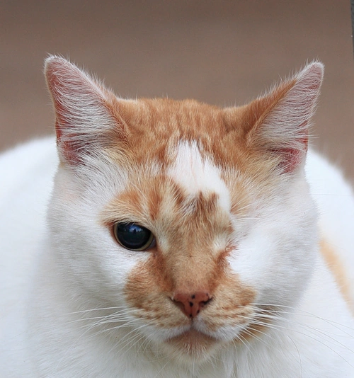 Brightheart | Warriorsoftheearth Wiki | Fandom