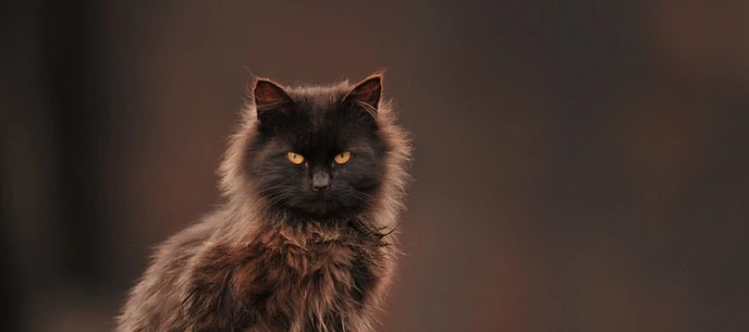 Rust | Warriorsoftheearth Wiki | Fandom