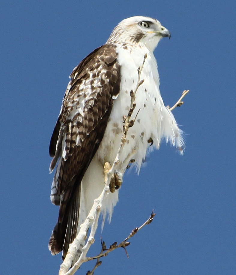 Rufous-tipped Hawk | Warriors Redux Wiki | Fandom