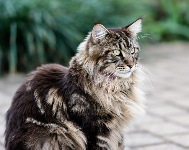 Donleavy III | Warriors Roleplaying Wiki | Fandom