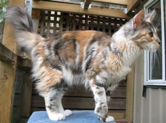 Cinderpaw | Warriors:The Clans of Hawaii Wiki | Fandom