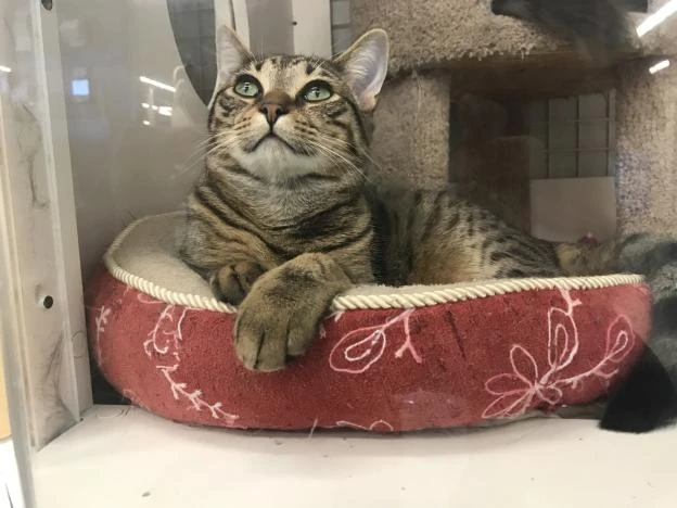 Needlepaw | Warriors:The Clans of Hawaii Wiki | Fandom