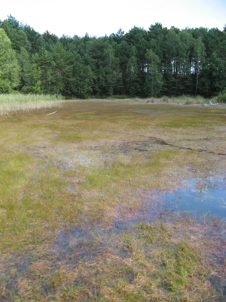 Staw Rajcy | Warszawikia | Fandom