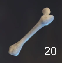 Monster Bone | Wasteland Survival Wiki | Fandom