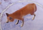 Fox - Official Wasteland 3 Wiki