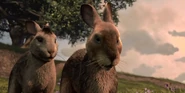 Hazel | Watership Down Wiki | Fandom
