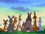 Fiver | Watership Down Wiki | Fandom