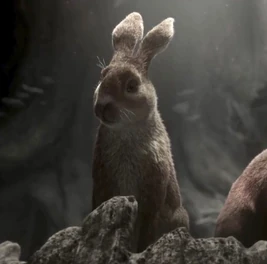 Cowslip | Watership Down Wiki | Fandom