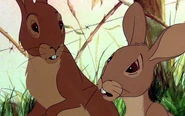 Hazel | Watership Down Wiki | Fandom