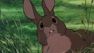 Pipkin/Image Gallery | Watership Down Wiki | Fandom