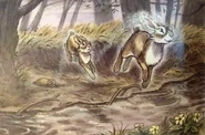 El-ahrairah | Watership Down Wiki | Fandom
