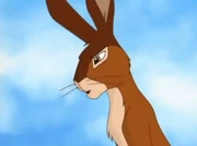 Hazel | Watership Down Wiki | Fandom