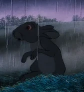 Fiver | Watership Down Wiki | Fandom