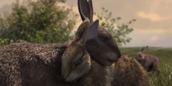 Hyzenthlay | Watership Down Wiki | Fandom
