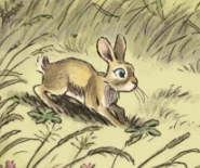 Fiver | Watership Down Wiki | Fandom