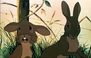 Fiver | Watership Down Wiki | Fandom